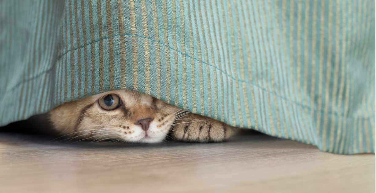 own your spoken voice